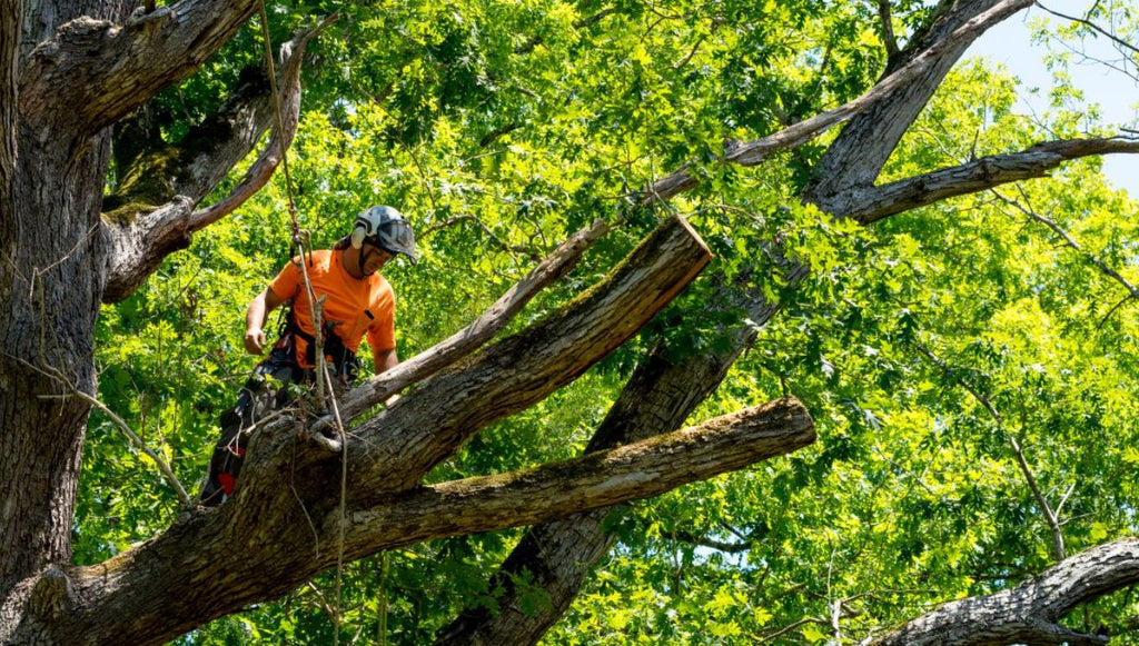 Tree Removal 101: What To Do Before, During, And After - Wooden Earth