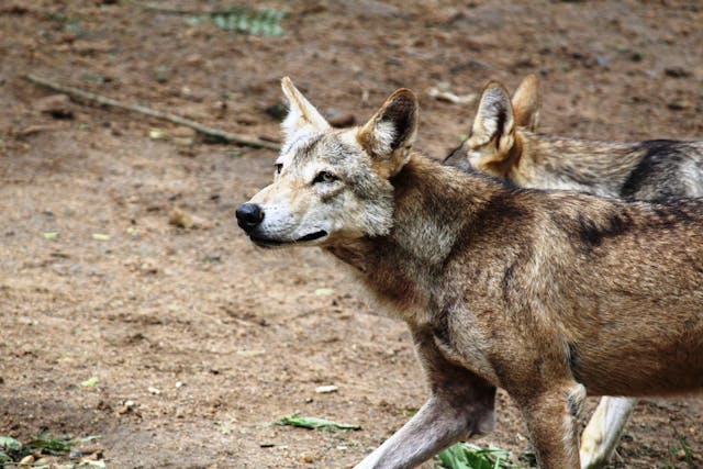 How De-Extinction Technology is Helping Critically Endangered Species ...